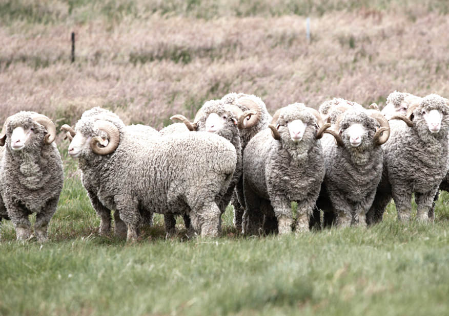 merino_edge - ABMT TEXTILES